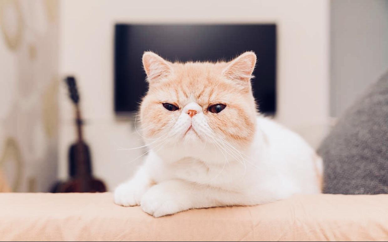 L'Exotic shorthair : Un descendant du chat persan, très spécial.