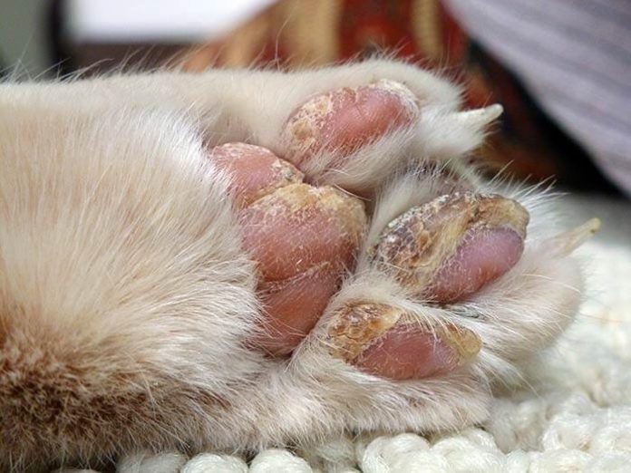 Les champignons chez le chat : Types, contagion et prévention