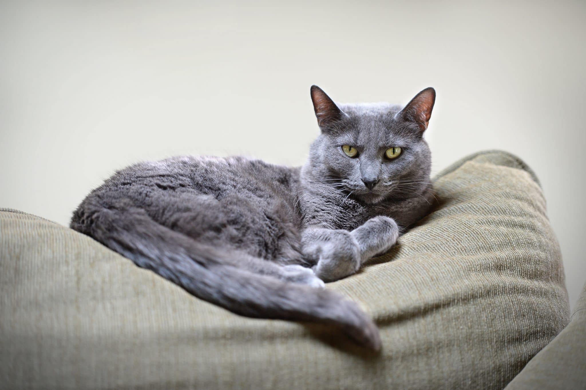 Chat gris : La couleur grise chez le chat
