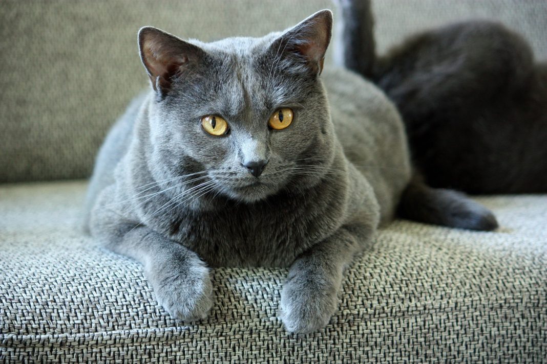 Chartreux, ce magnifique chat bleu-gris : caractère, alimentation, santé