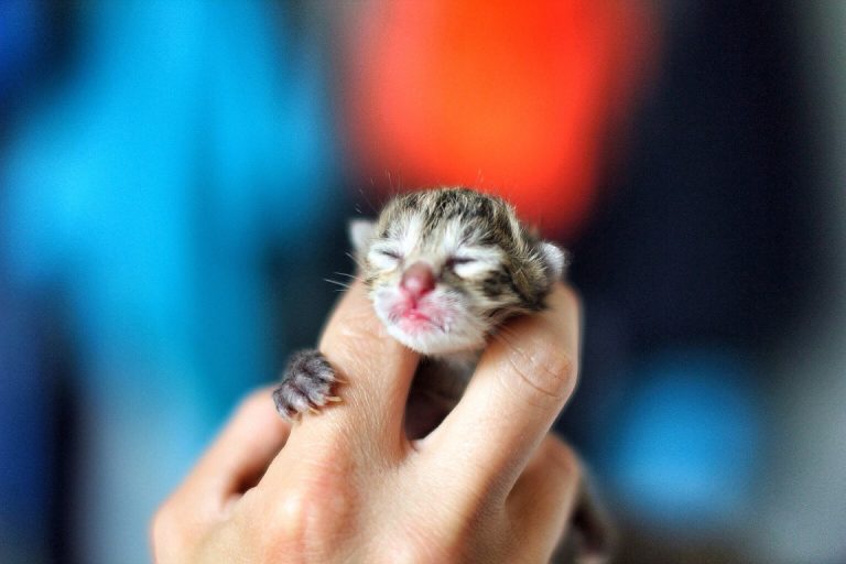 Gestation des chats : nos conseils et informations