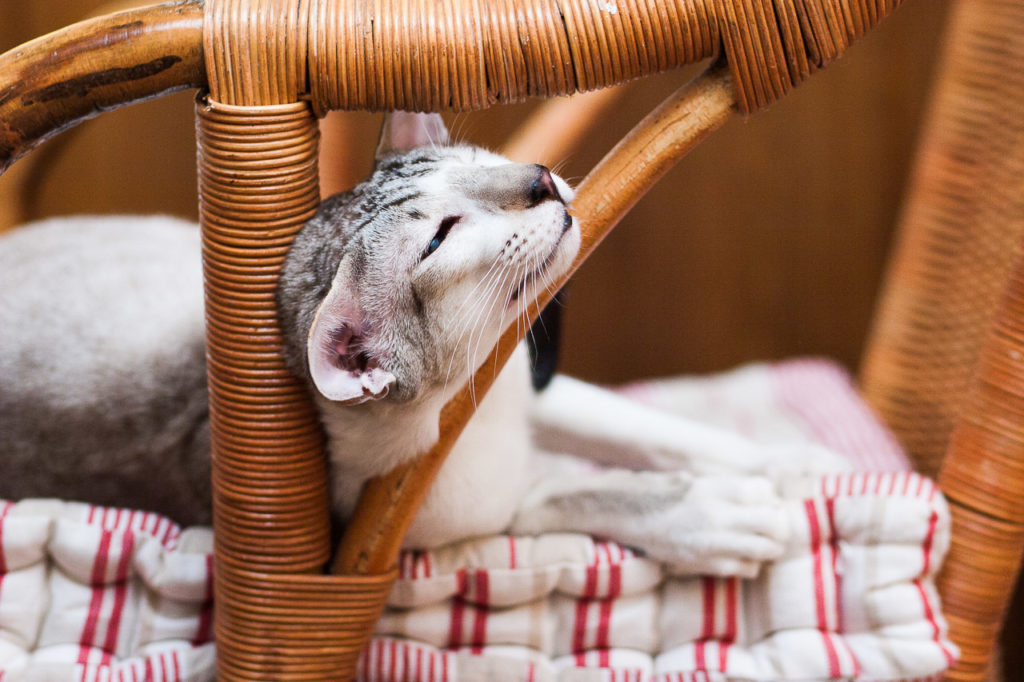 Le comportement du chat domestique : le comprendre, le connaître