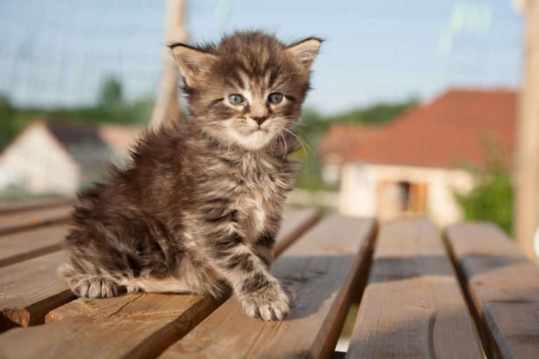 Adopter un chaton : Conseils et étapes à suivre