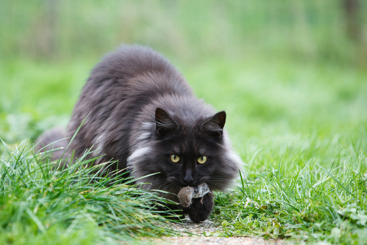 Pourquoi les chats chassent-ils les souris