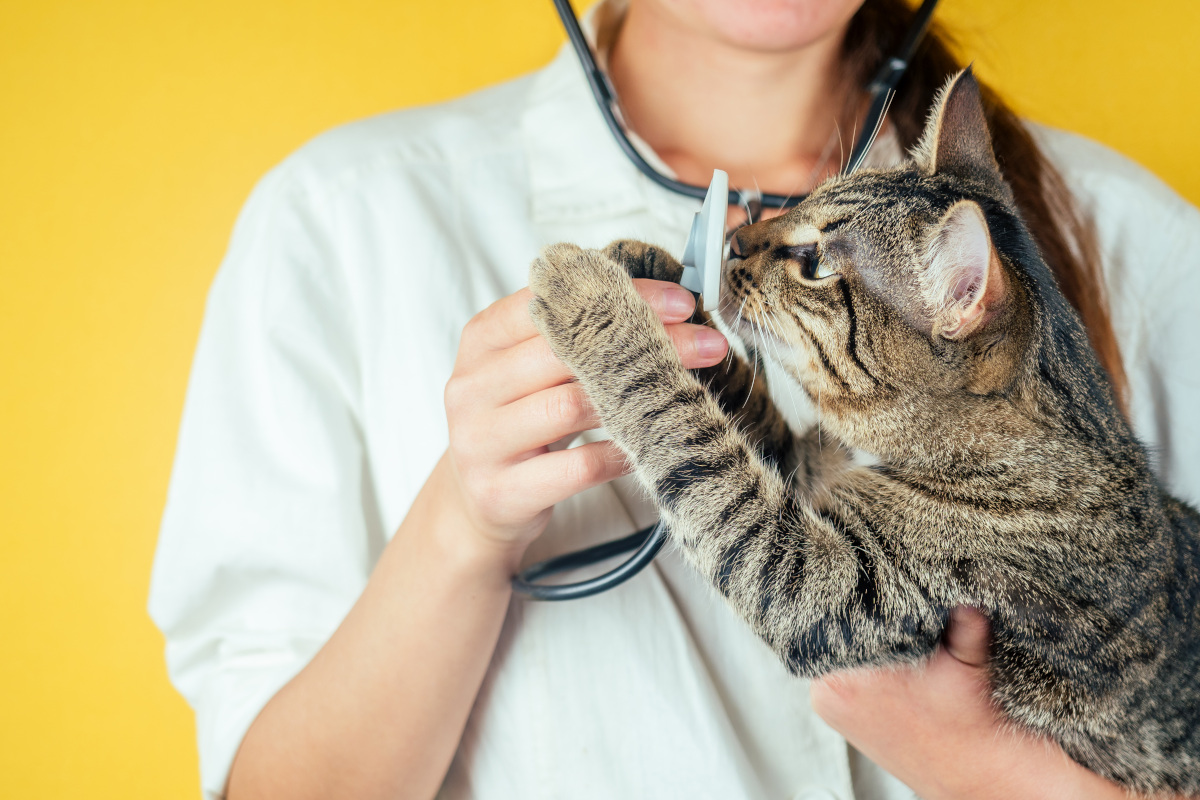 Les principales maladies chez le chat